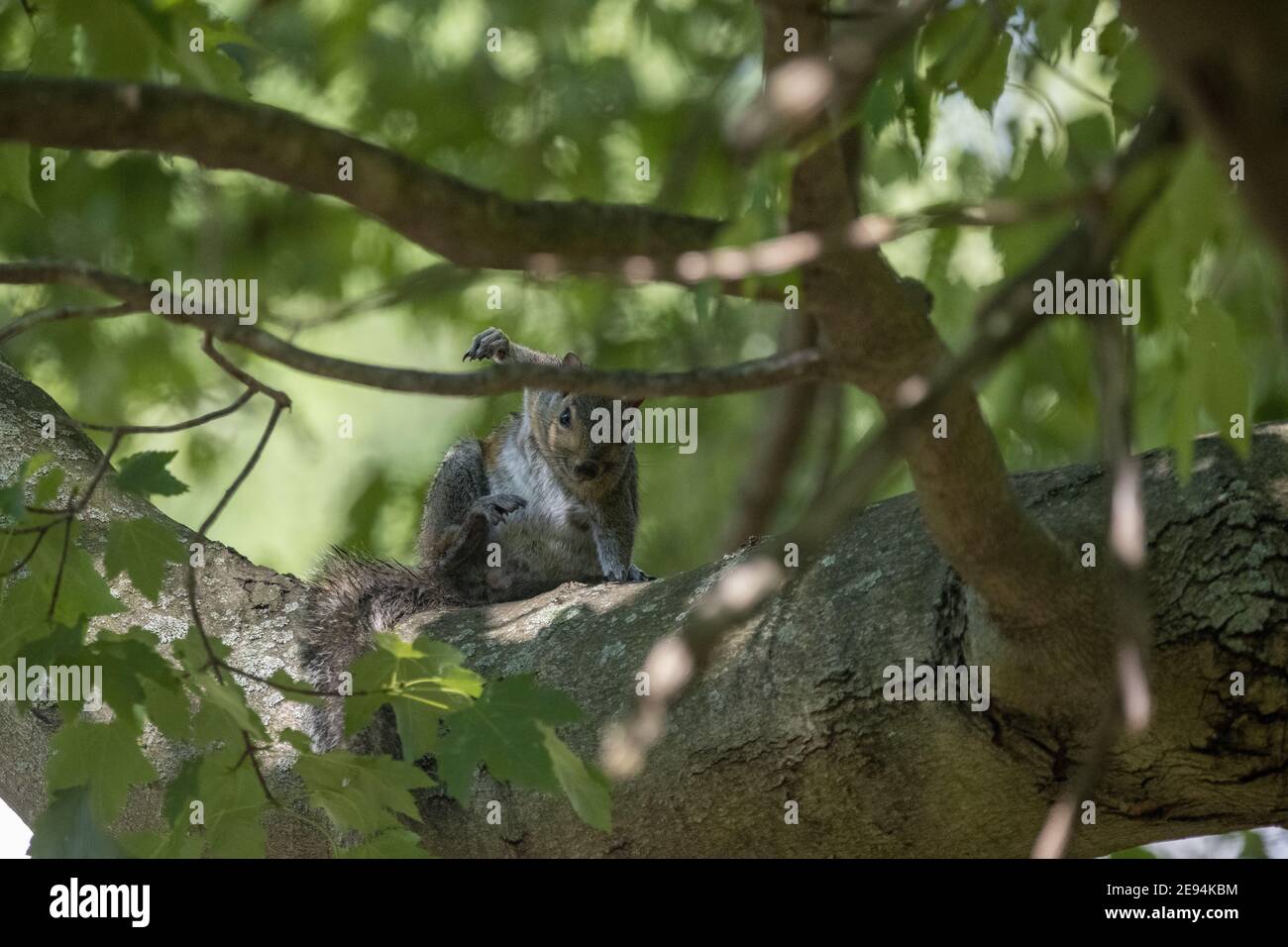 Closeup shot of a squirrel with a long tail sitting on the trunk of the ...