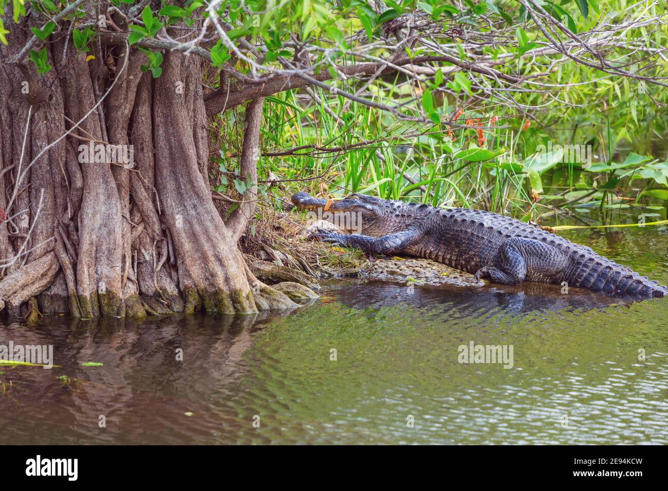 American Alligator Swimming in Everglades with colorful reflection in ...