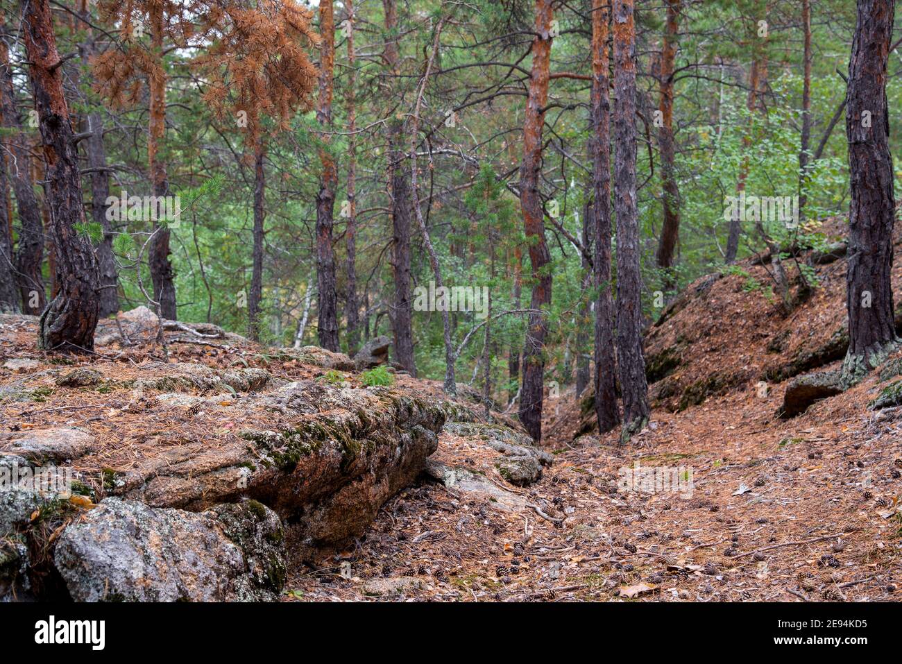 View of the pine forest and rocks strewn with pine needles. The concept ...