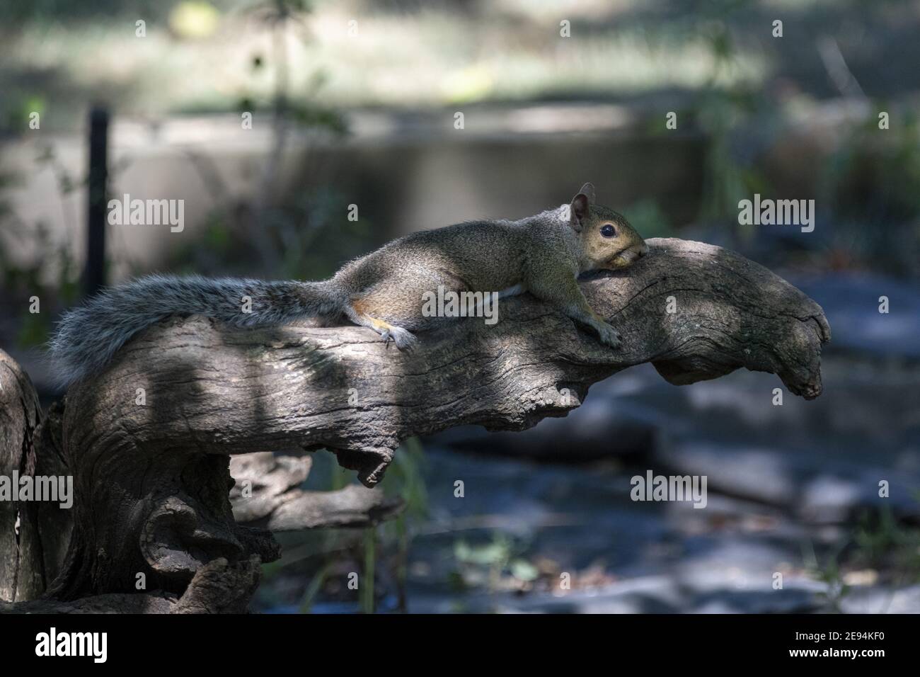 Closeup shot of a squirrel with a long tail sitting on the trunk of the ...