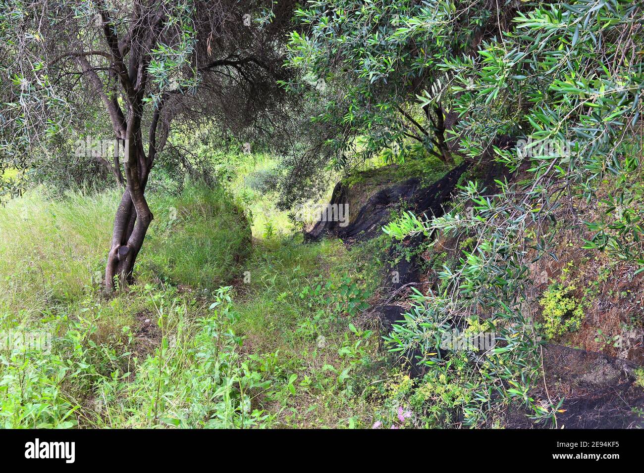Corfu Olive Grove High Resolution Stock Photography and Images - Alamy