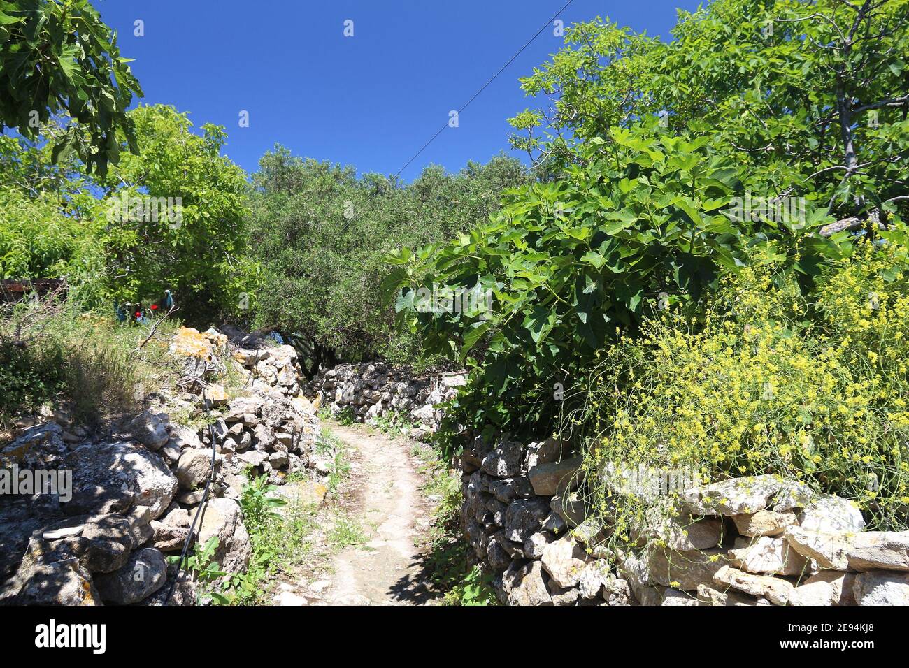 Corfu Island village path among fig trees. Krini, Corfu Stock Photo - Alamy