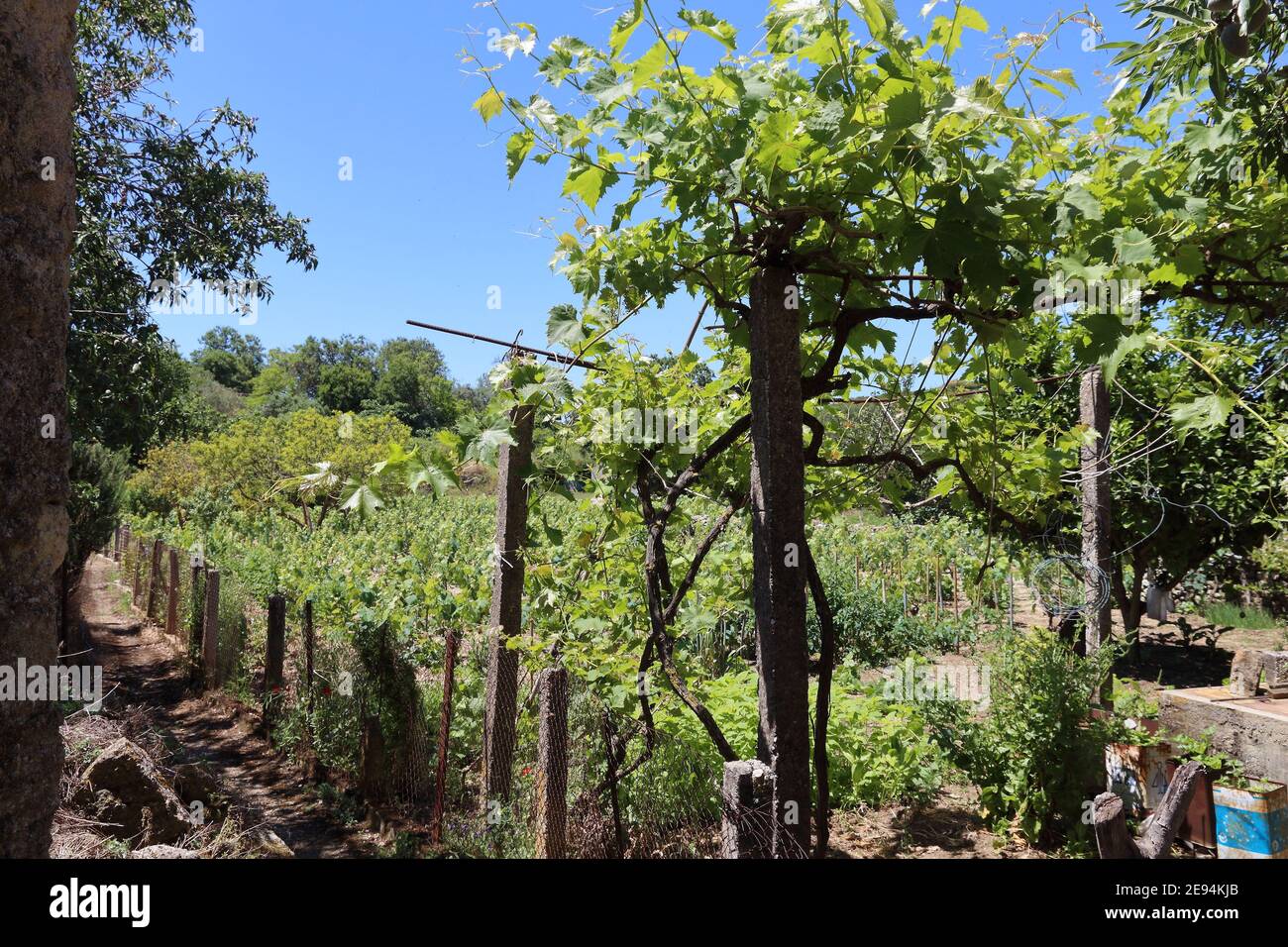 Corfu greece vineyard hi-res stock photography and images - Alamy