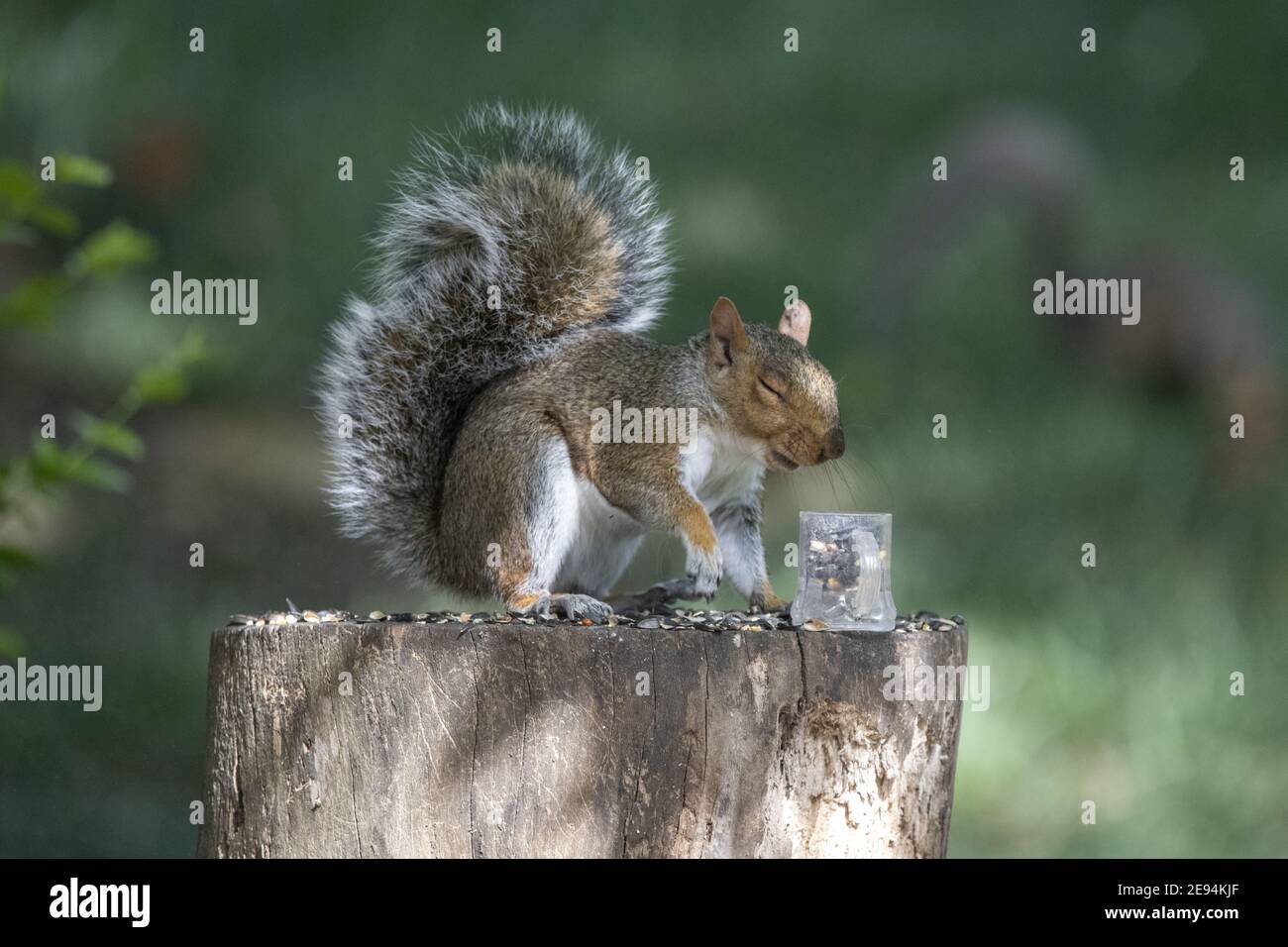 Closeup shot of a cute squirrel with a long tail sitting on the cut ...