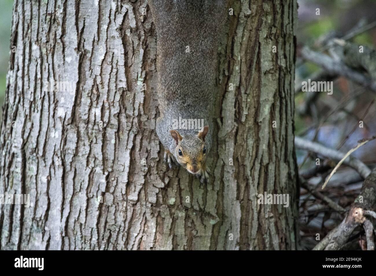 Closeup shot of a squirrel with a long tail hanging on the trunk of the ...