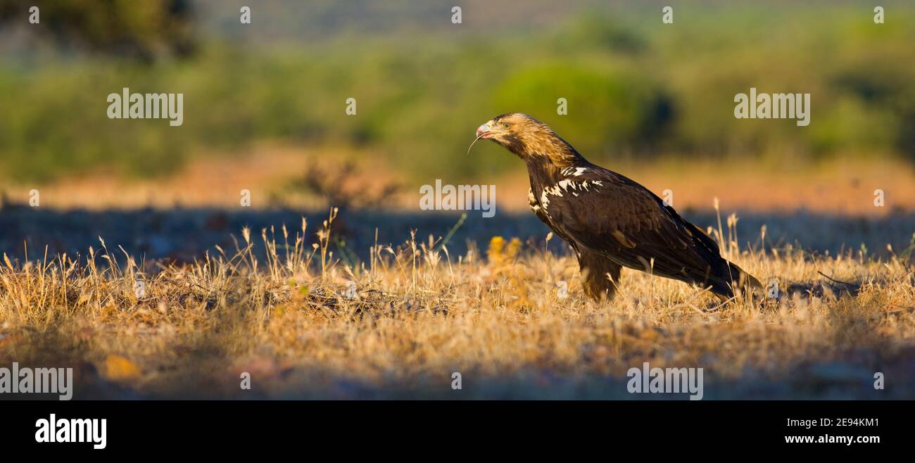 AGUILA IMPERIAL IBERICA (Aquila adalberti Stock Photo - Alamy