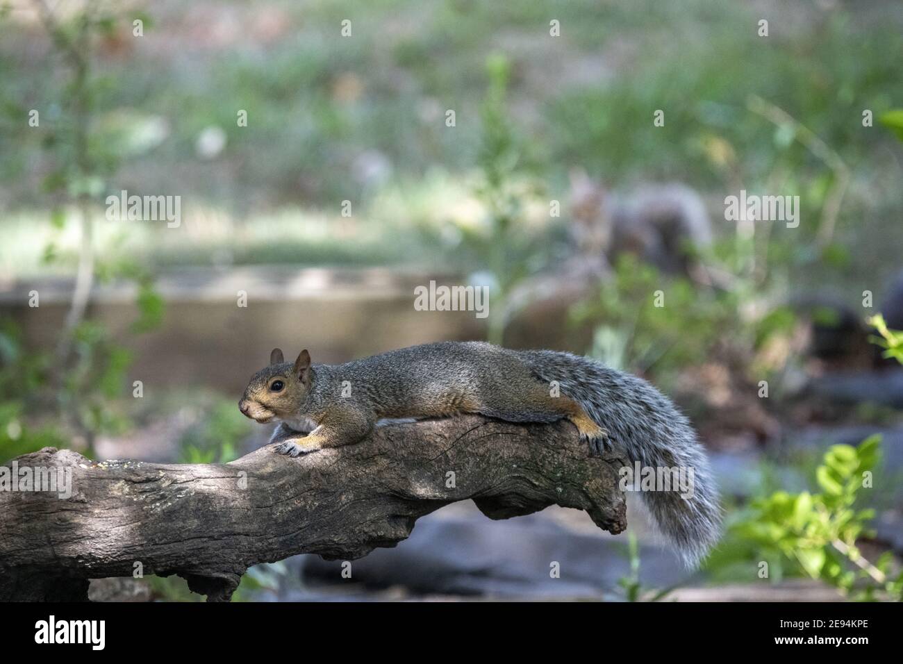 Closeup shot of a squirrel with a long tail sitting on the trunk of the ...