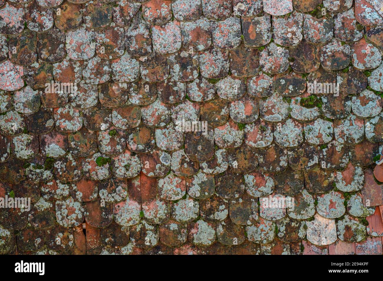 Romanian old roof tiles texture with lichens due to humid climate Stock ...
