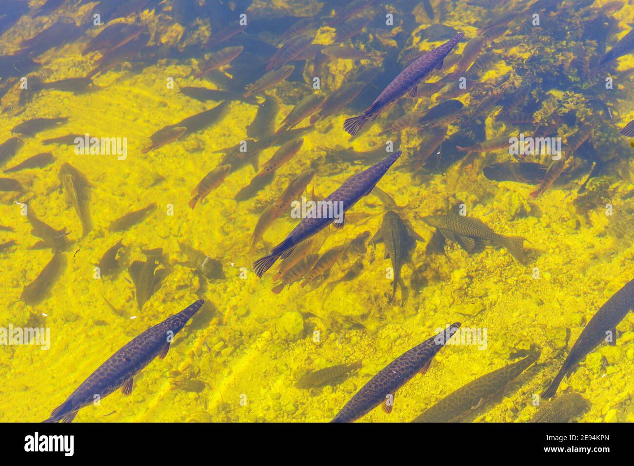 Florida gar hi-res stock photography and images - Alamy