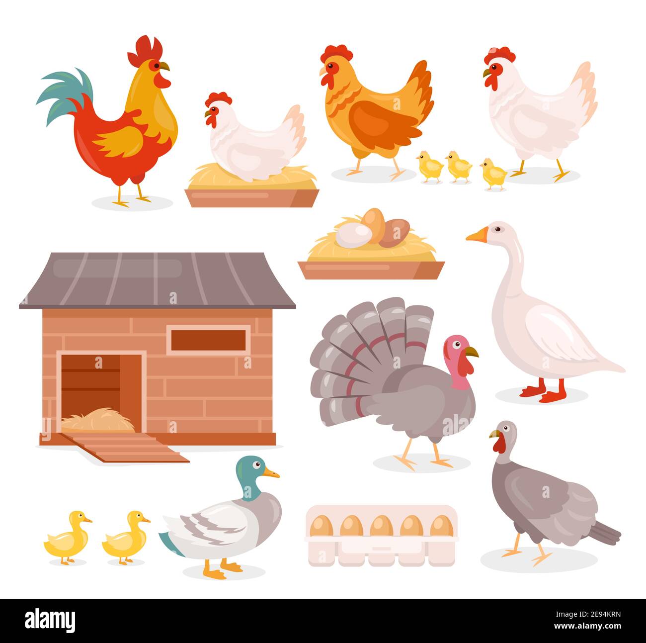Chicken in farm barn henhouse isolated set, hen sitting on eggs, turkey ...