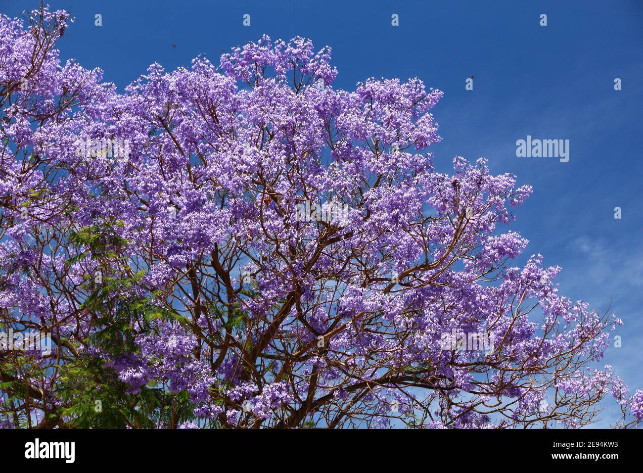 Blue jacaranda hi-res stock photography and images - Alamy