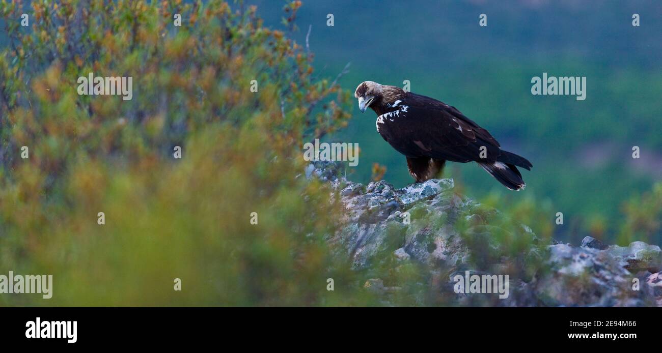 AGUILA IMPERIAL IBERICA (Aquila adalberti Stock Photo - Alamy
