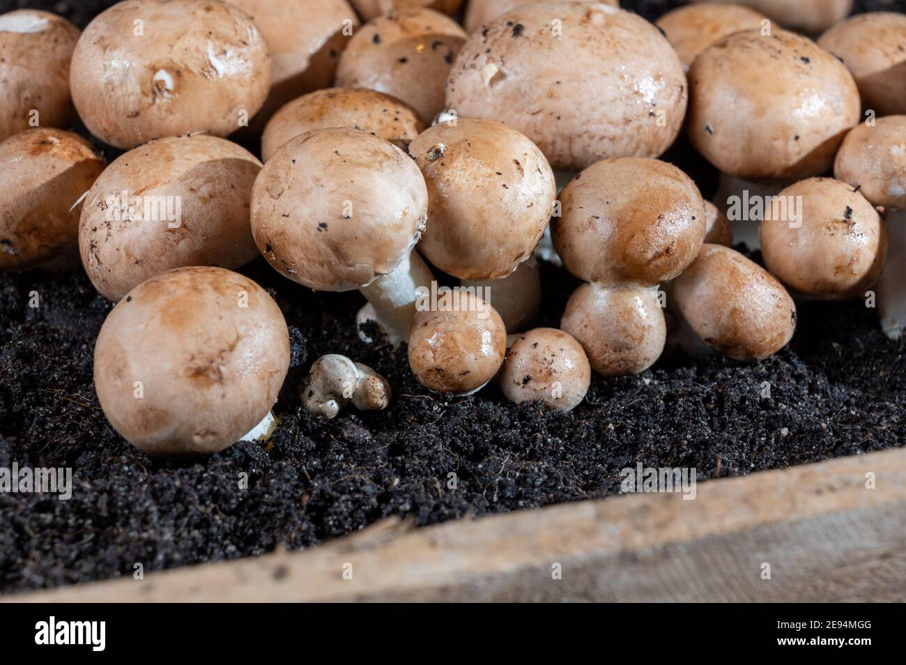 Brown champignons mushrooms growing in underground caves in Kanne ...