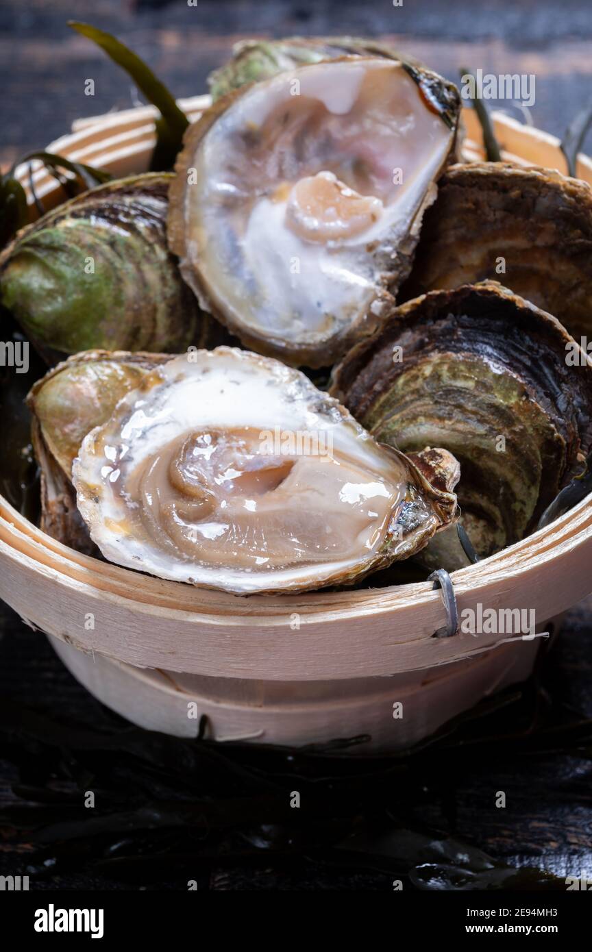 Native oyster ostrea edulis hi-res stock photography and images - Alamy