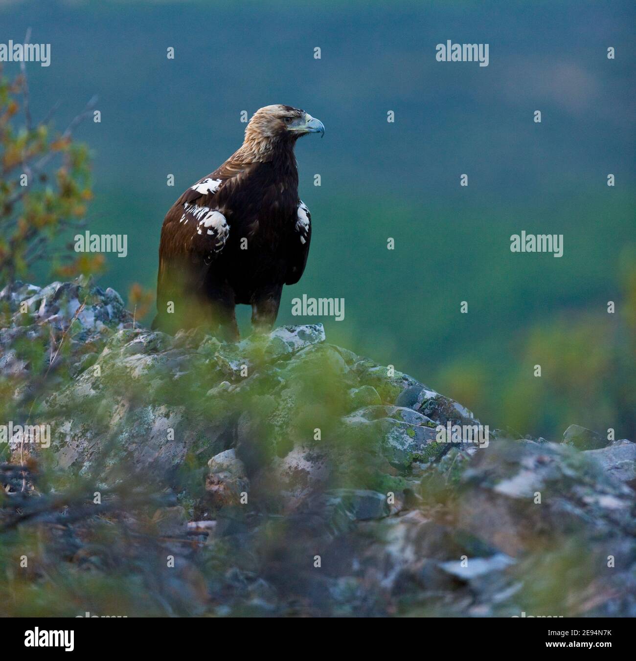 AGUILA IMPERIAL IBERICA (Aquila adalberti Stock Photo - Alamy