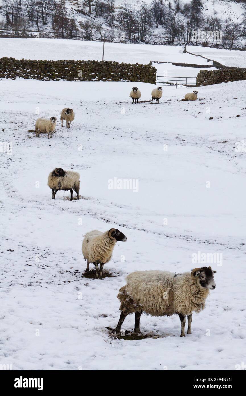 Eight sheep hi-res stock photography and images - Alamy