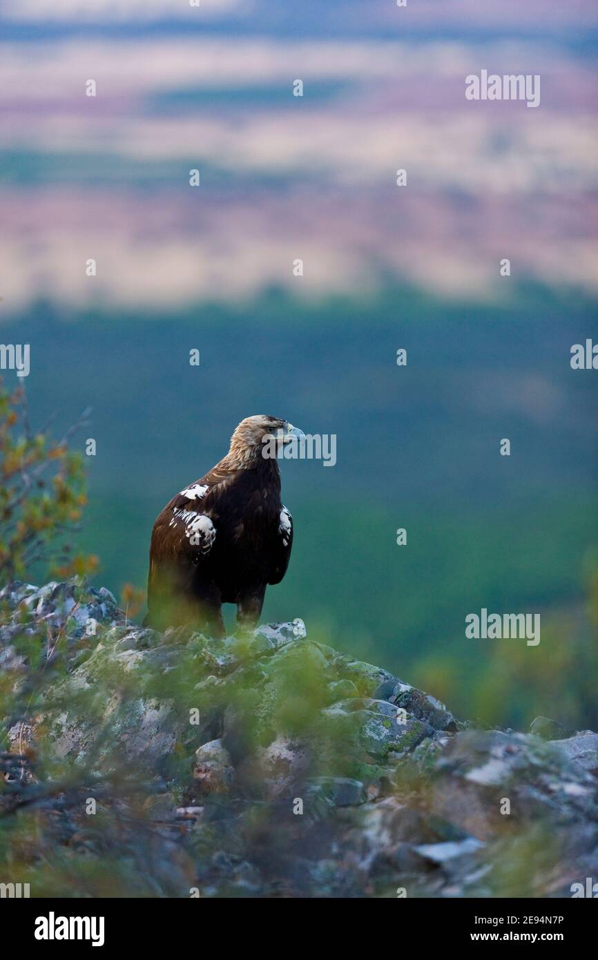 AGUILA IMPERIAL IBERICA (Aquila adalberti Stock Photo - Alamy