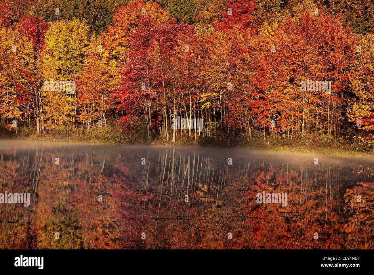 Leaf gap hi-res stock photography and images - Alamy