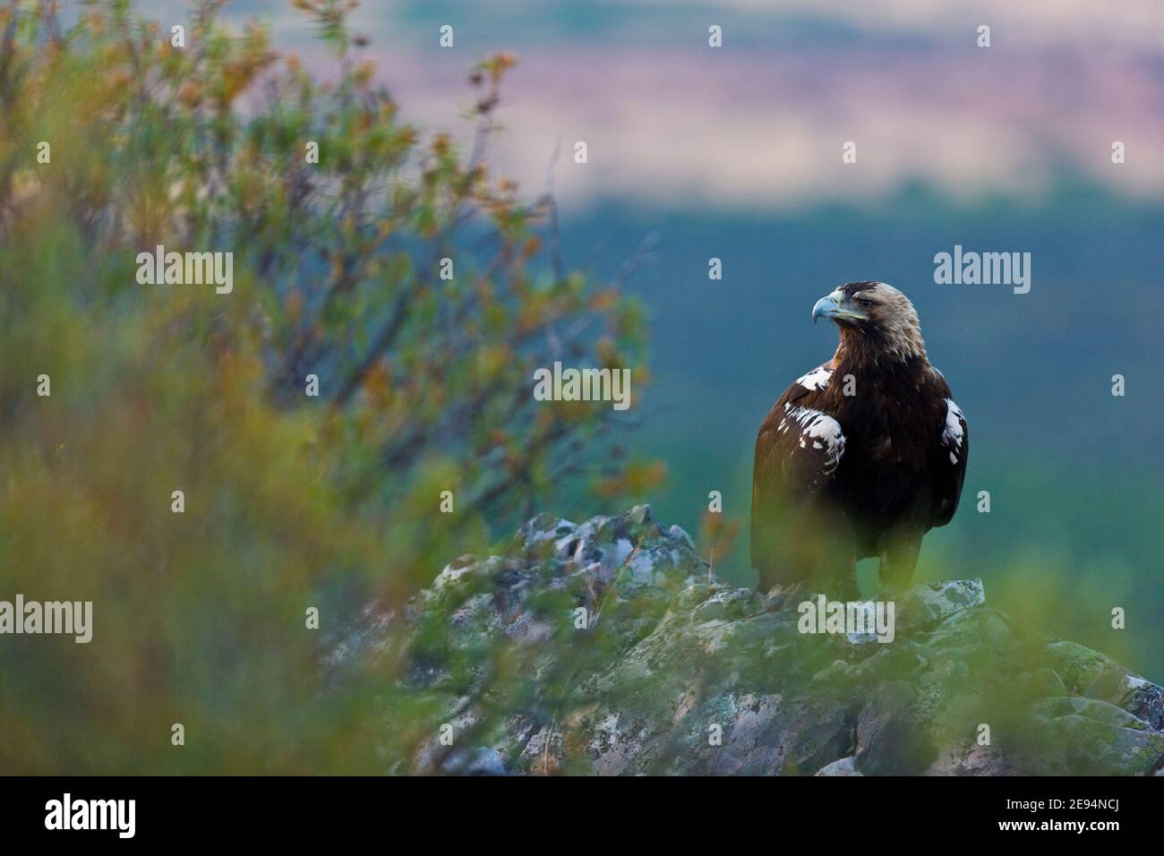 AGUILA IMPERIAL IBERICA (Aquila adalberti Stock Photo - Alamy