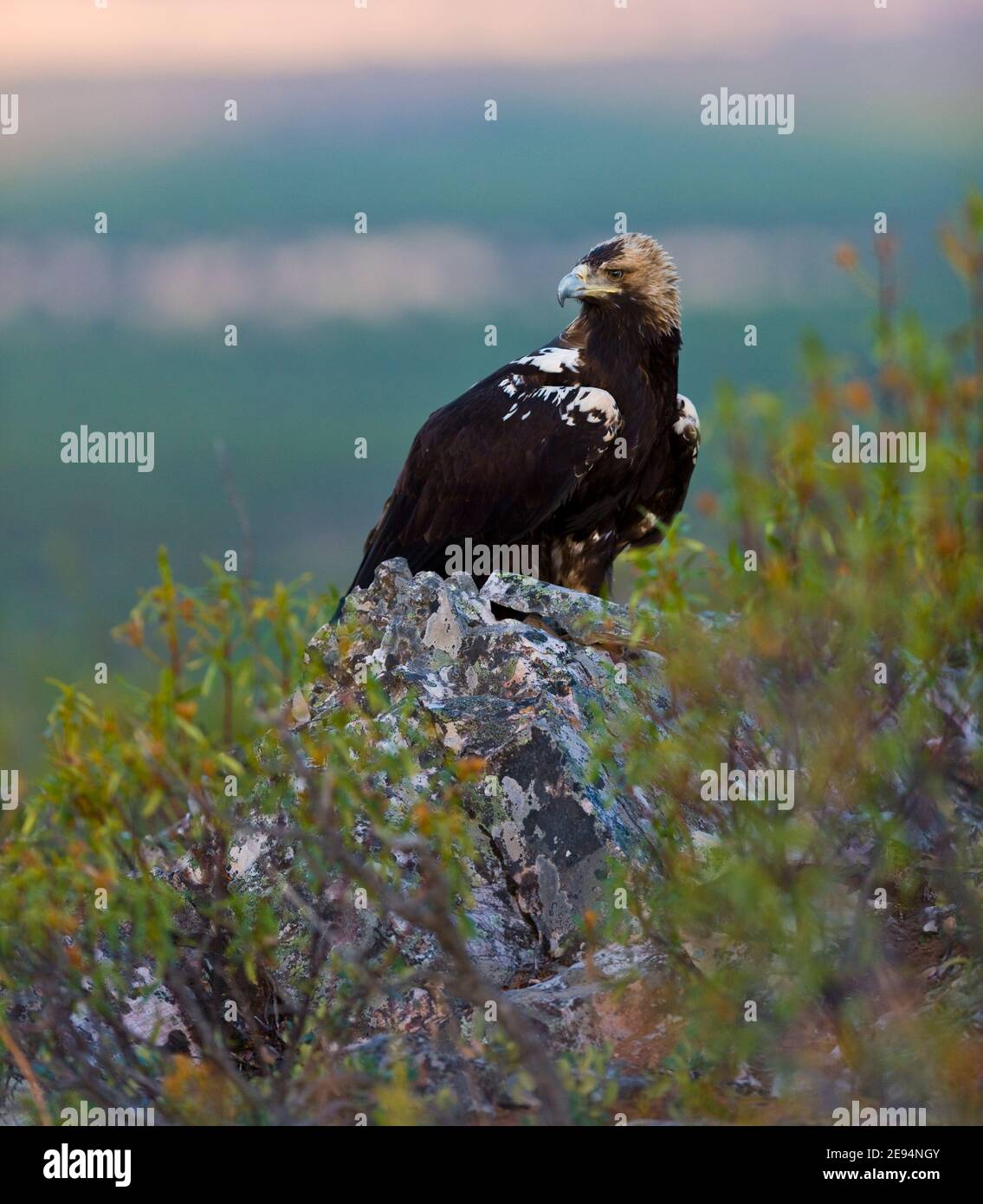 AGUILA IMPERIAL IBERICA (Aquila adalberti Stock Photo - Alamy