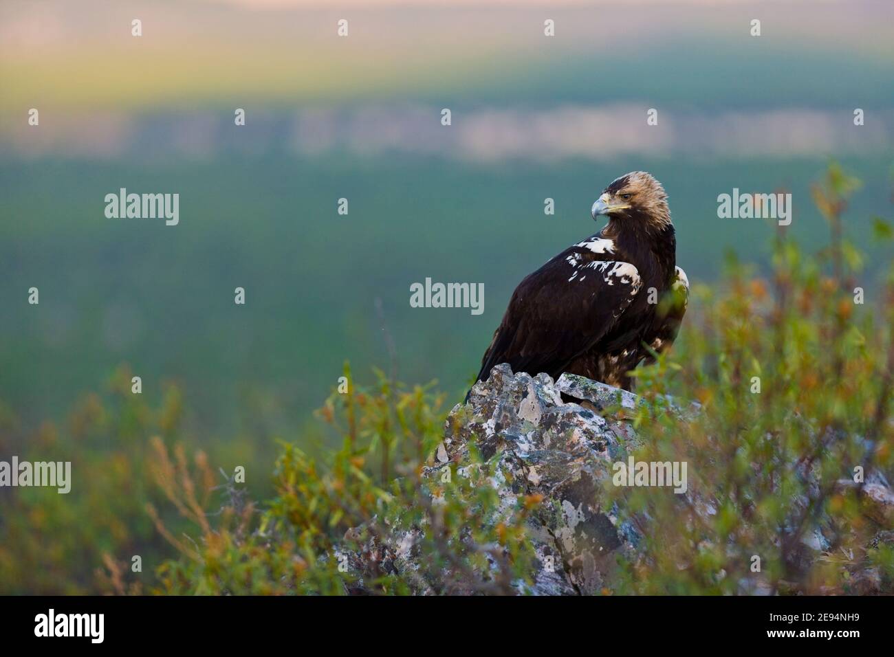 AGUILA IMPERIAL IBERICA (Aquila adalberti Stock Photo - Alamy