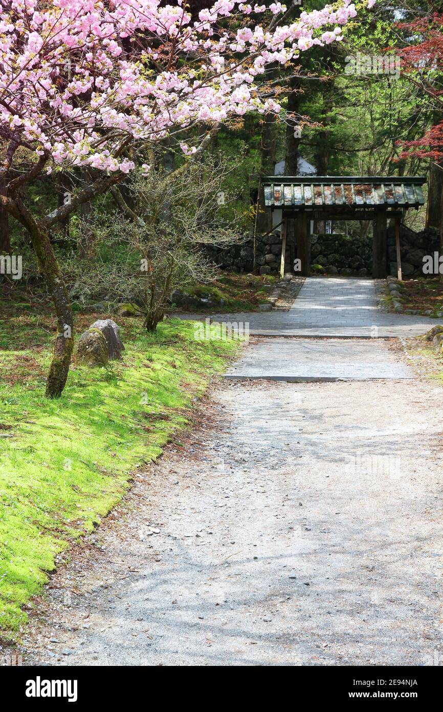 Nikko, Japan - park walk with spring cherry blossom (sakura) trees ...
