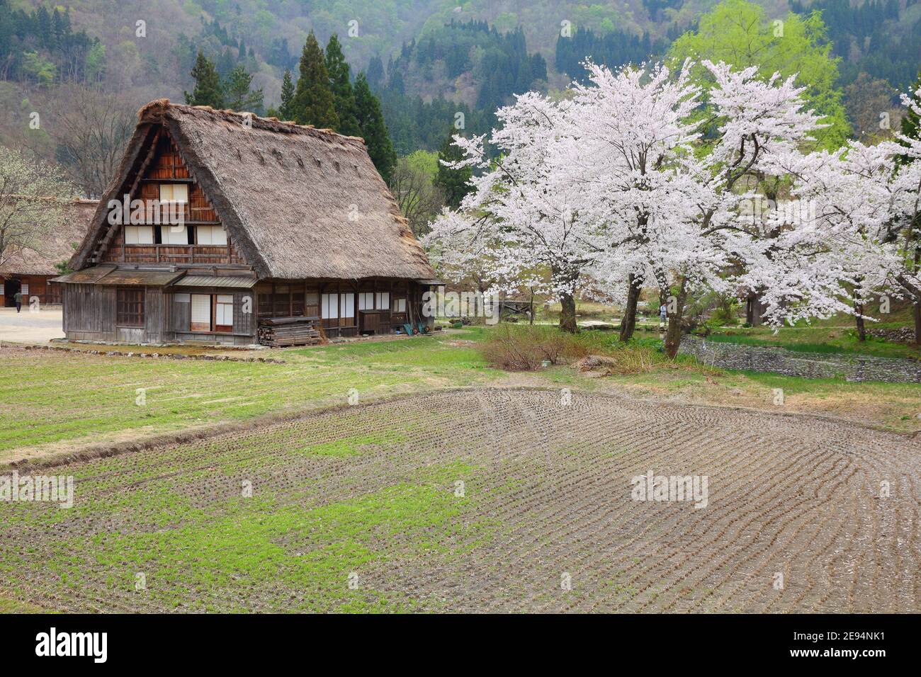 Japan landmark village. Shirakawa-go traditional village in Japan ...