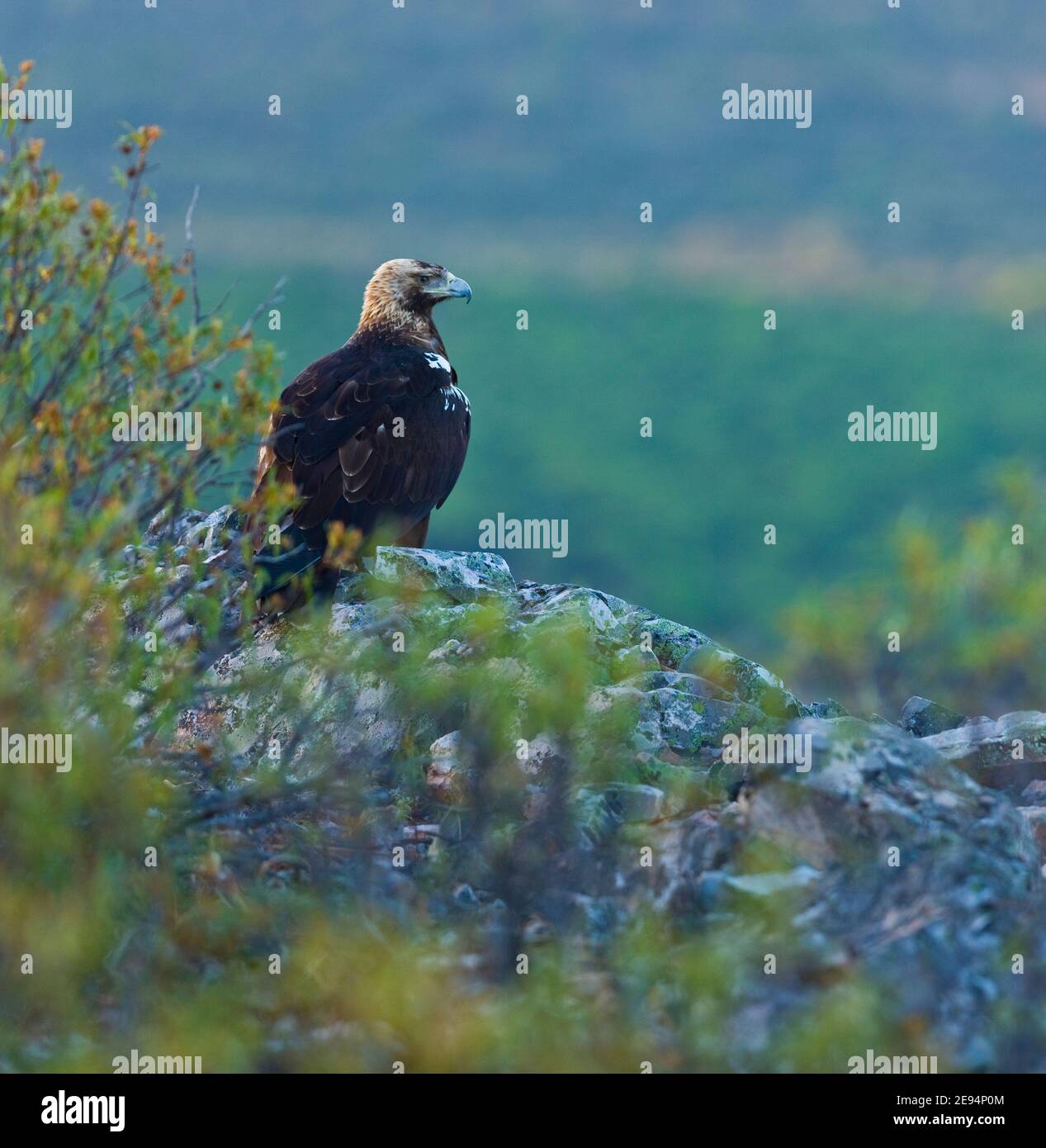 AGUILA IMPERIAL IBERICA (Aquila adalberti Stock Photo - Alamy