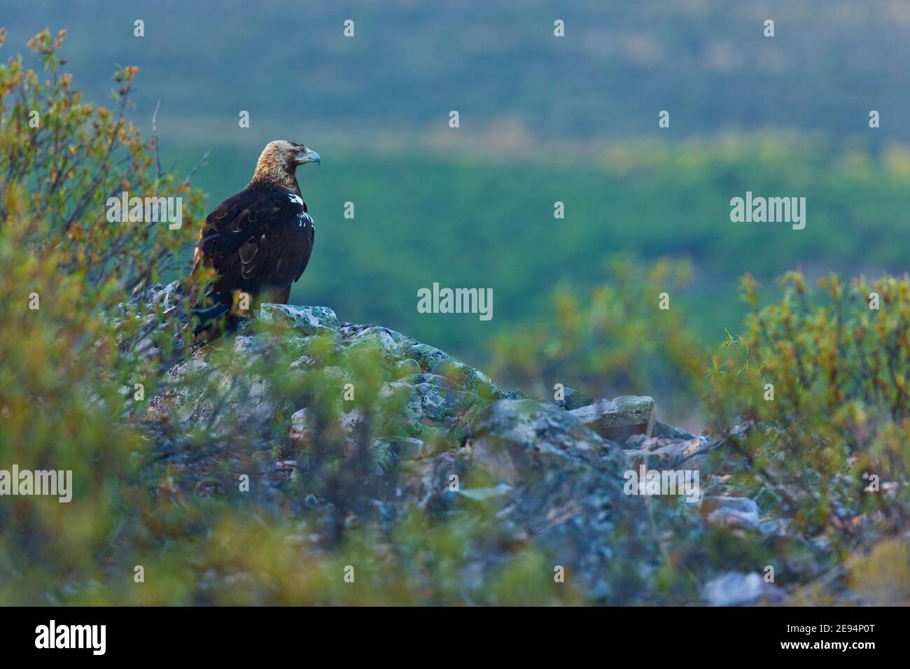 AGUILA IMPERIAL IBERICA (Aquila adalberti Stock Photo - Alamy