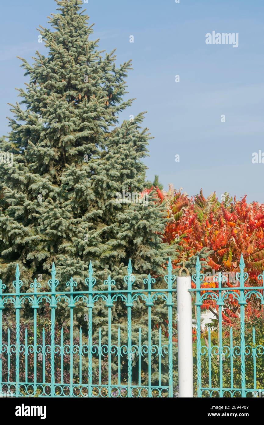 Top large blue spruce cones hi-res stock photography and images - Alamy