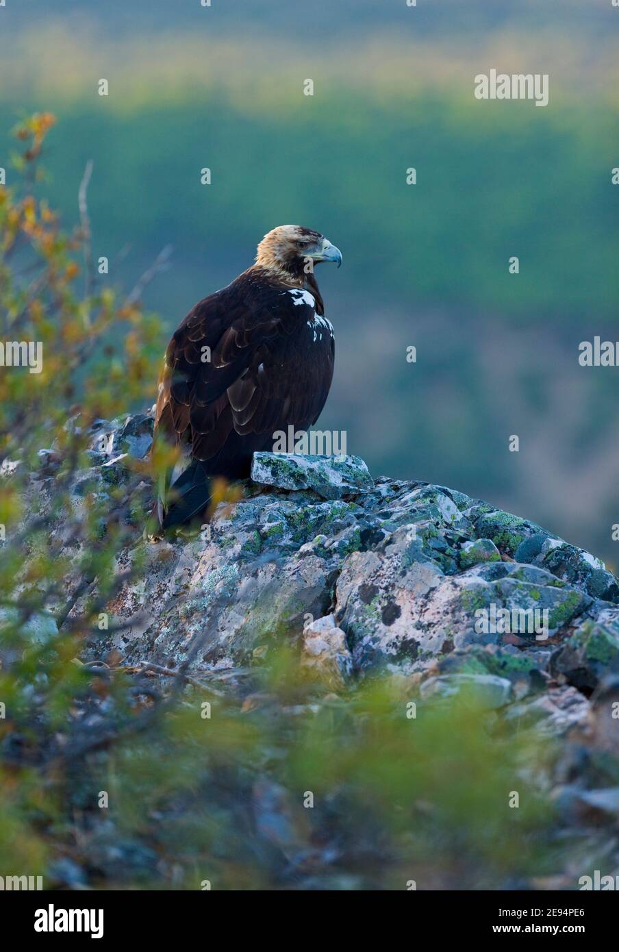 AGUILA IMPERIAL IBERICA (Aquila adalberti Stock Photo - Alamy