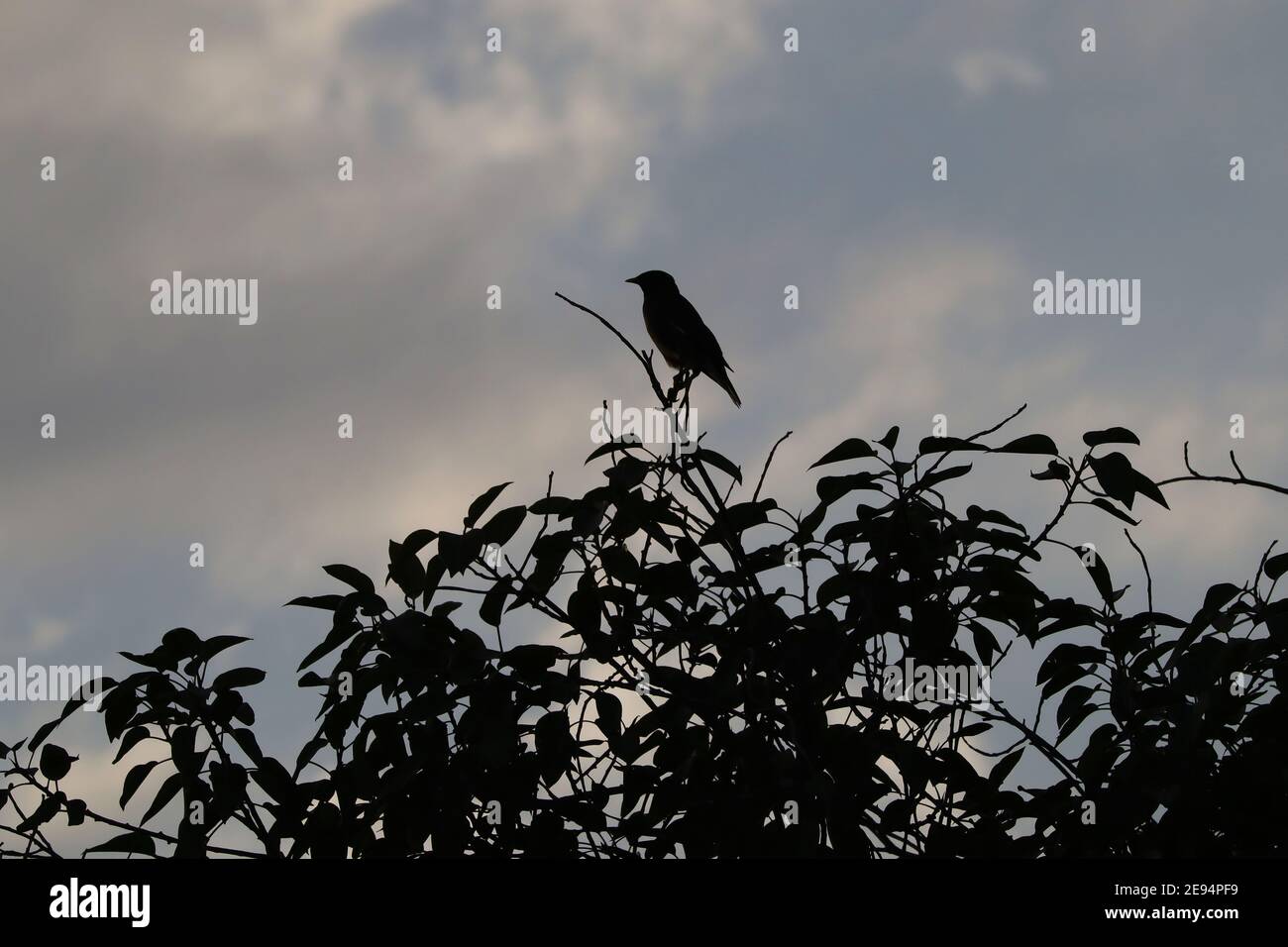 Single bird silhouetted on tree with evening sky background Stock Photo ...