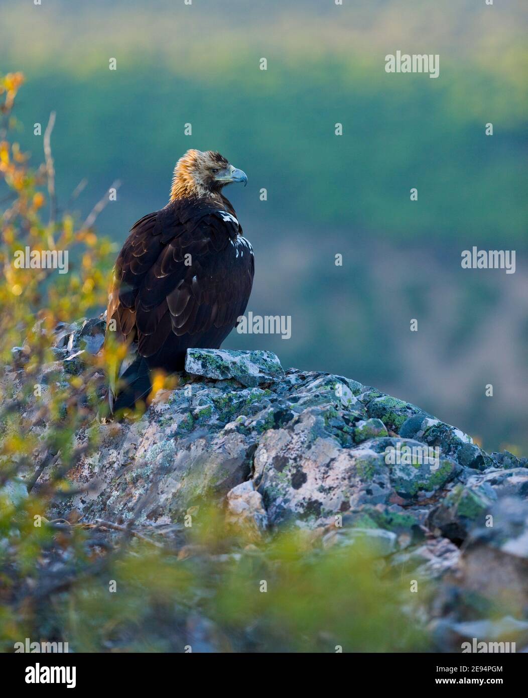 AGUILA IMPERIAL IBERICA (Aquila adalberti Stock Photo - Alamy
