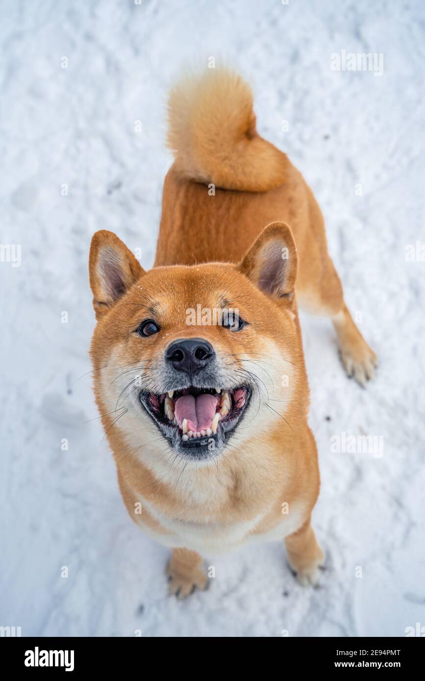Shiba-Inu dog in winter on snow. High quality photo Stock Photo - Alamy
