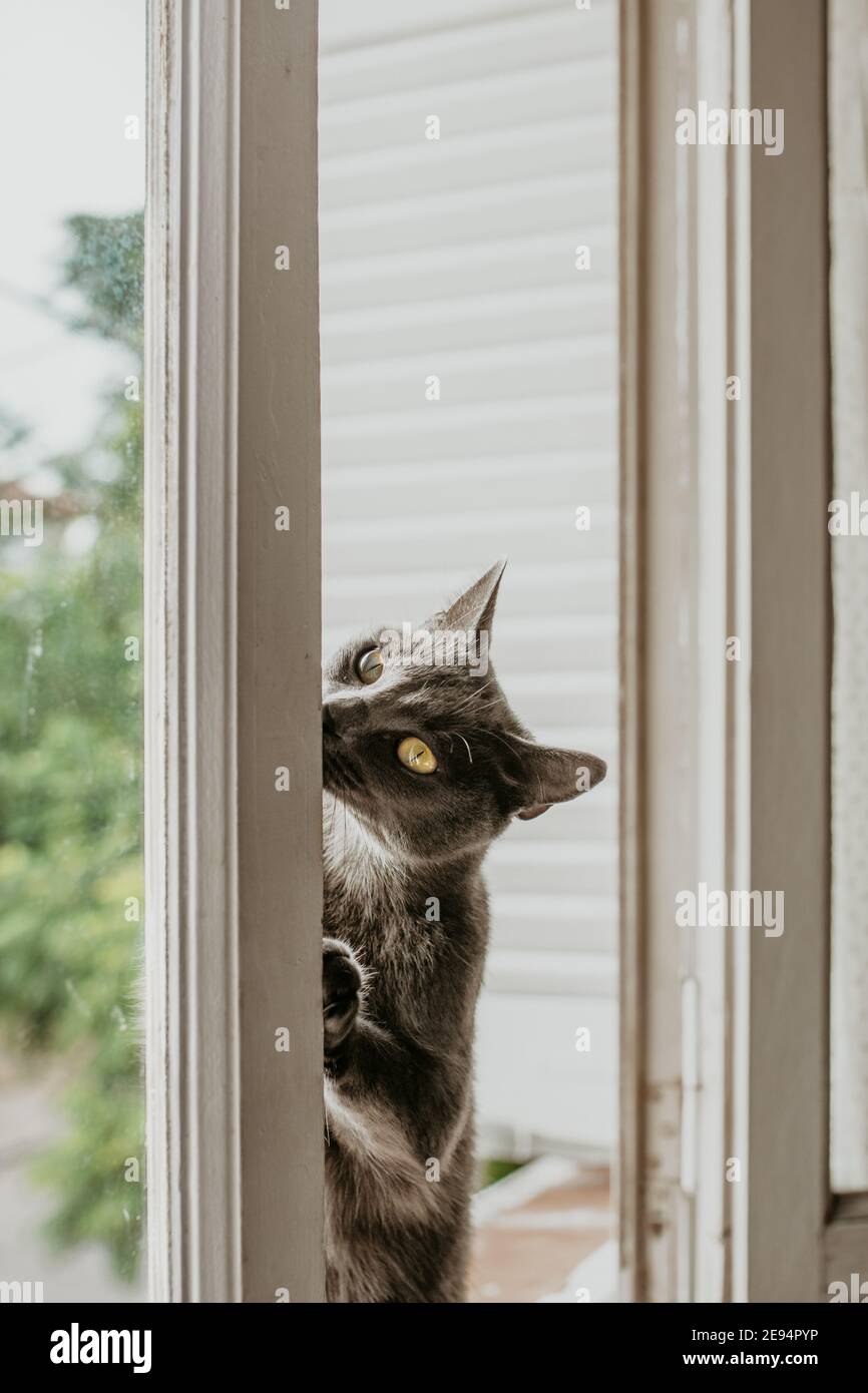 Nice silver gray cat and yellow eyes playing on the window ledge ...