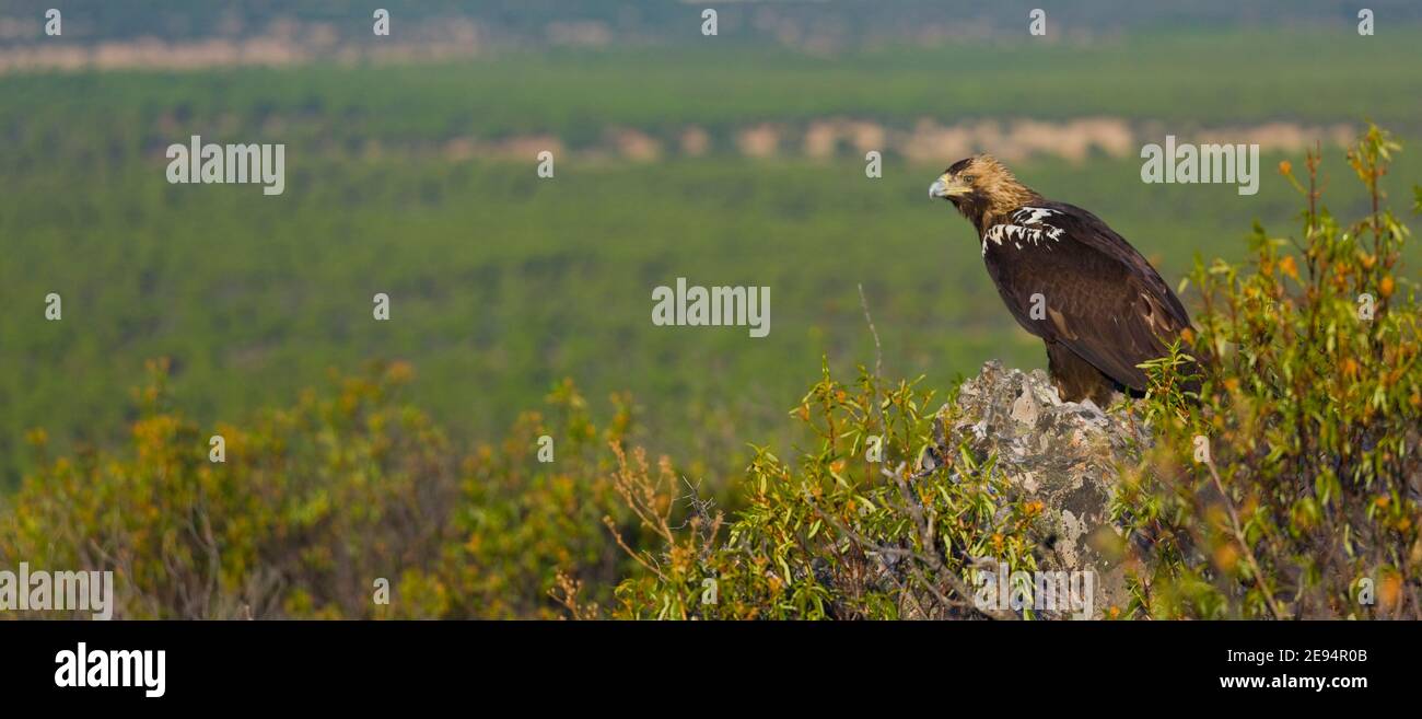 AGUILA IMPERIAL IBERICA (Aquila adalberti Stock Photo - Alamy