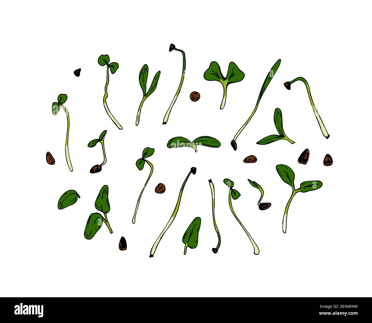 Hand drawn micro greens set . Vector illustration in colored sketch ...