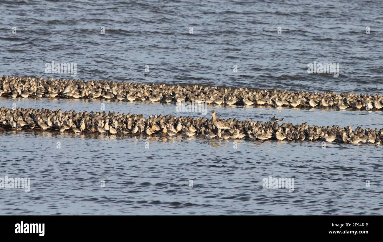 Humber estuary knot hi-res stock photography and images - Alamy