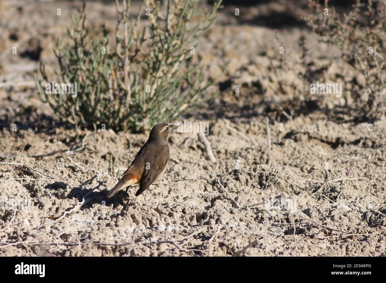 Drooped wings hi-res stock photography and images - Alamy