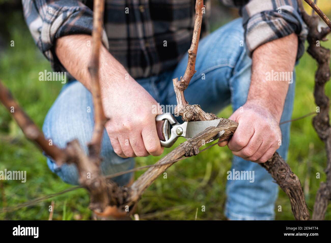 Close-up of a winegrower hand. Prune the vineyard with professional ...