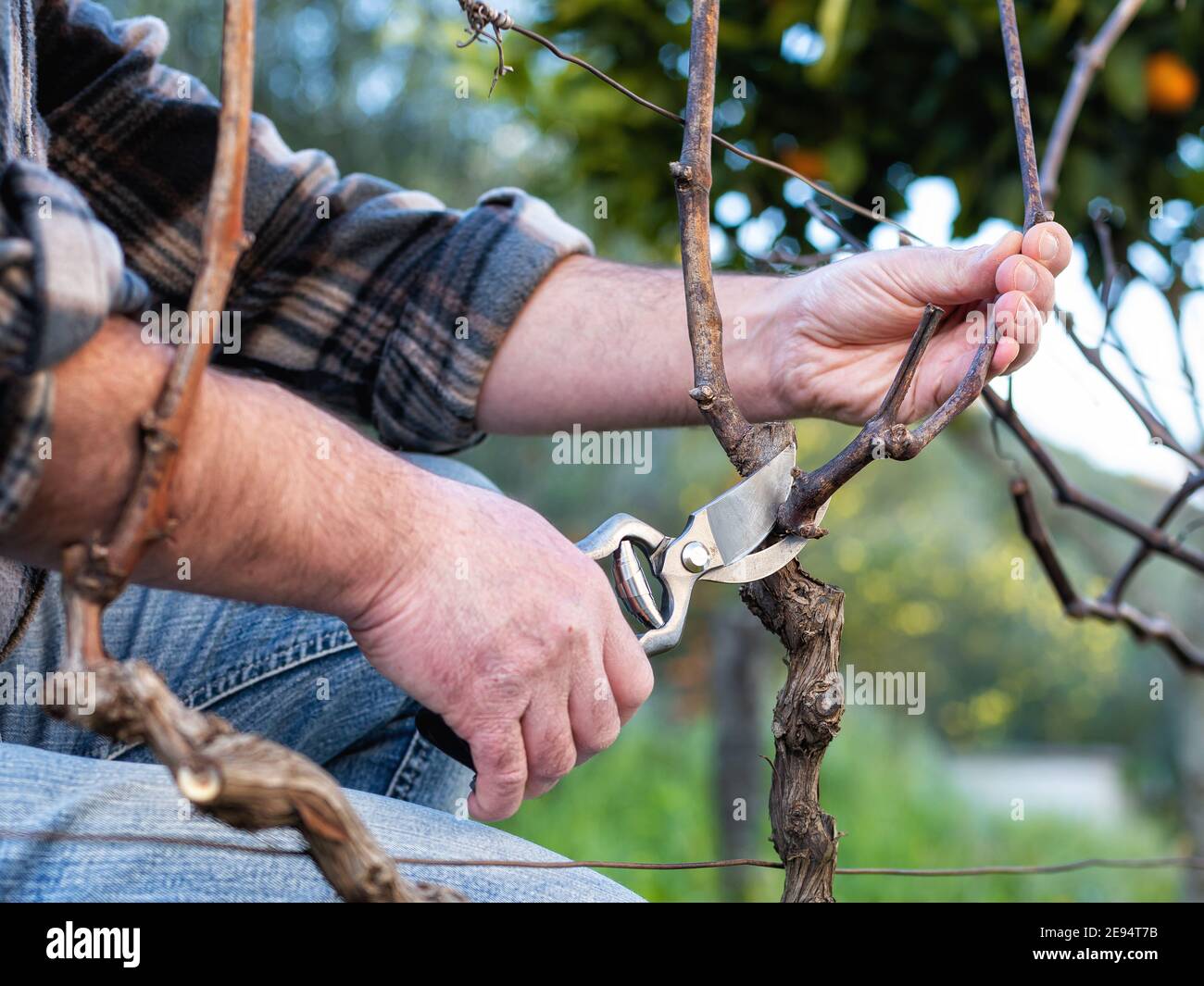 Close-up of a winegrower hand. Prune the vineyard with professional ...
