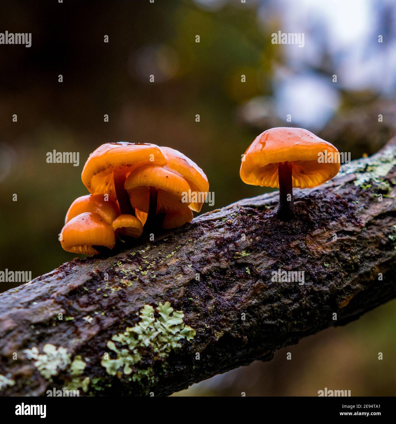 Orange fungi hi-res stock photography and images - Alamy