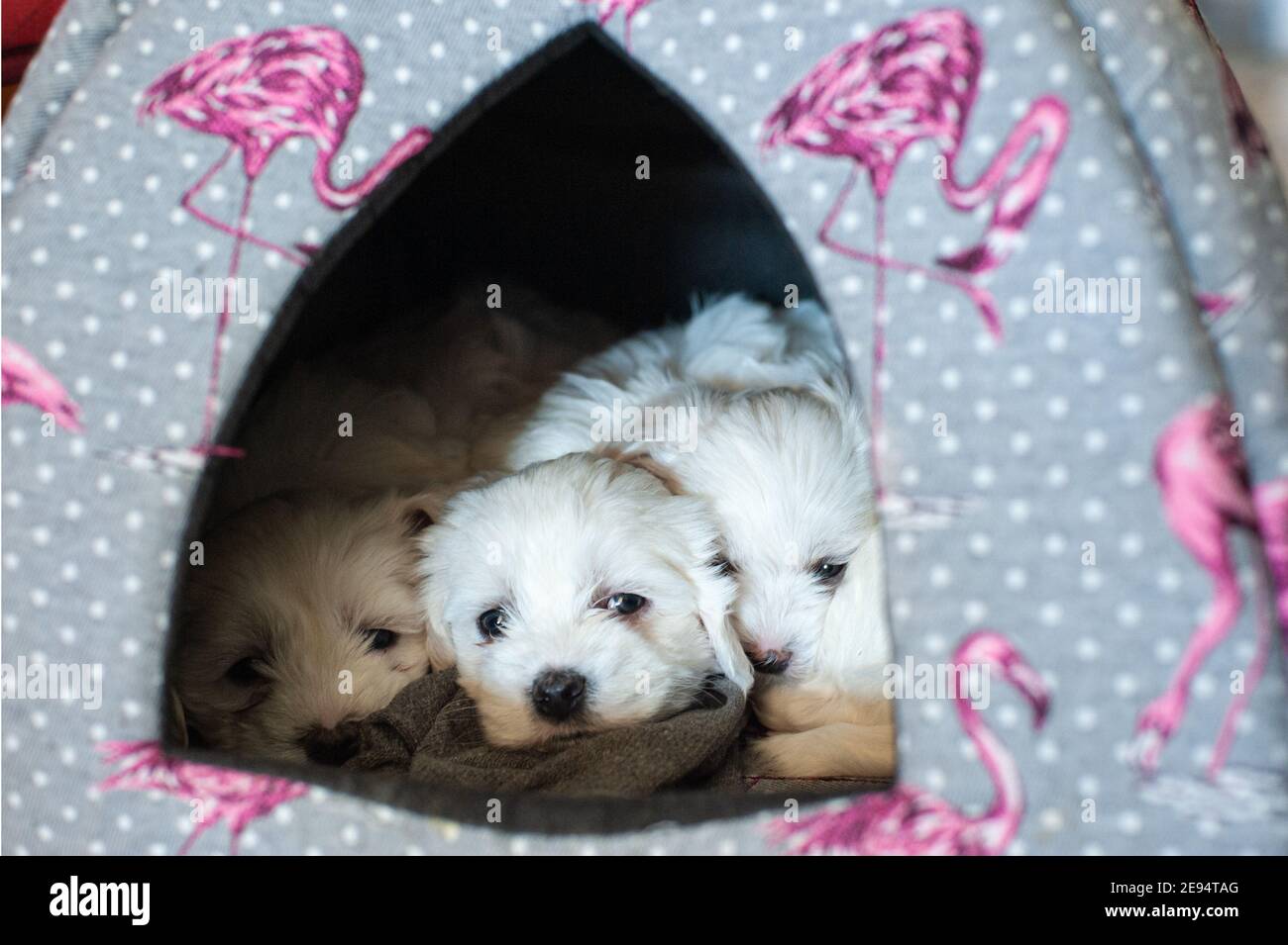 Rome, Italy: Maltese puppies. © Andrea Sabbadini Stock Photo - Alamy