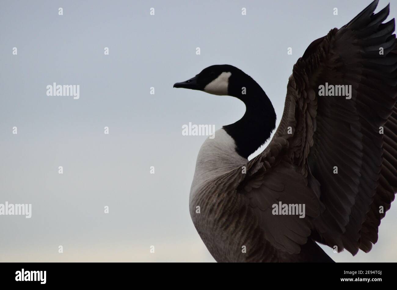 Bird wing display hi-res stock photography and images - Alamy