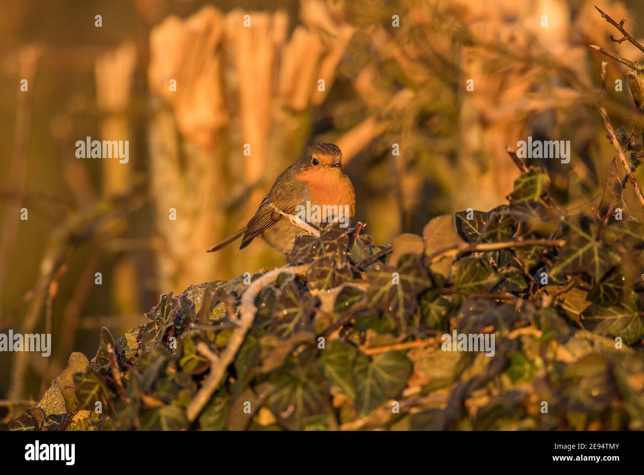 Robin in open countryside hi-res stock photography and images - Alamy