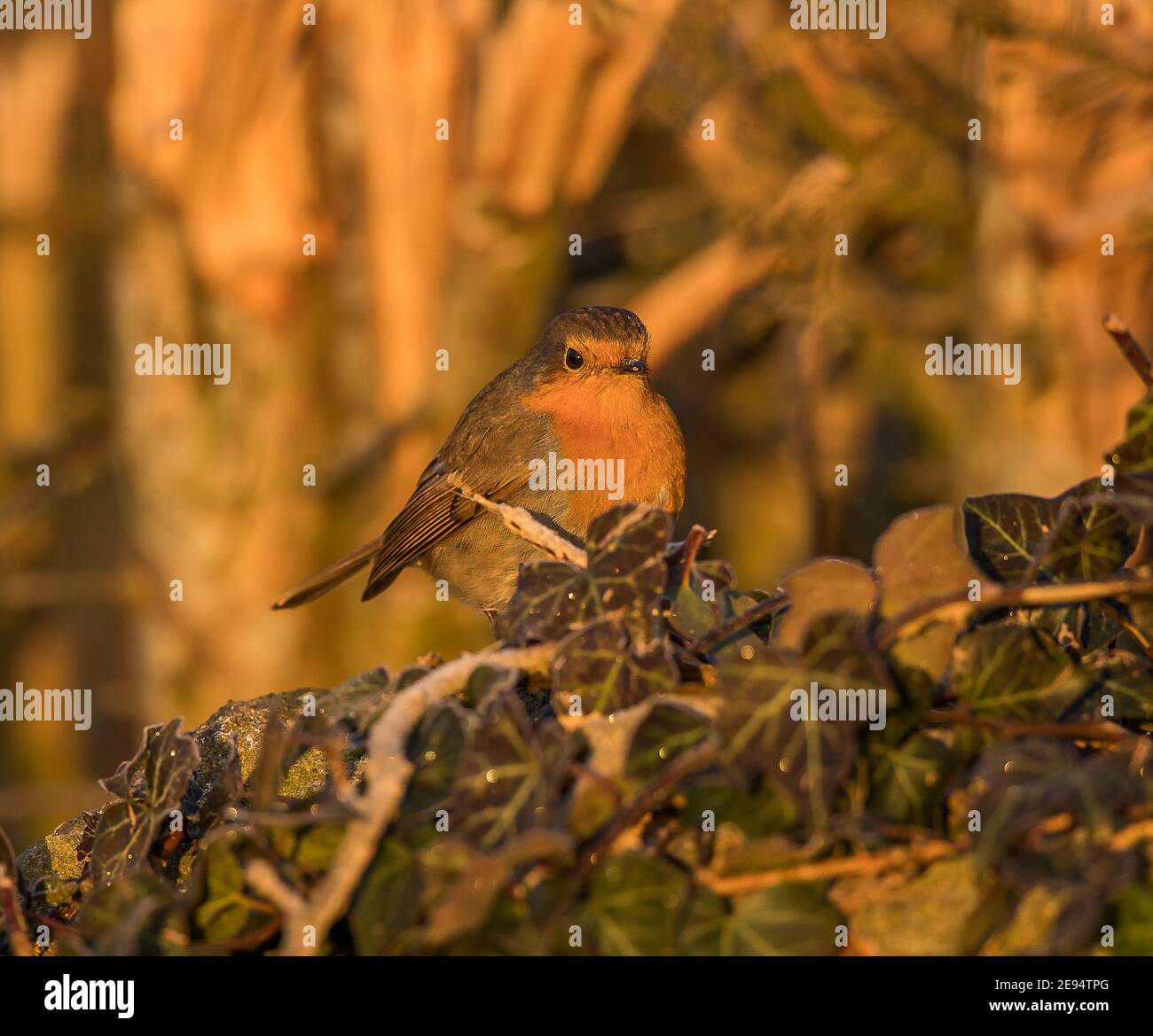 Robin in perfect light hi-res stock photography and images - Alamy