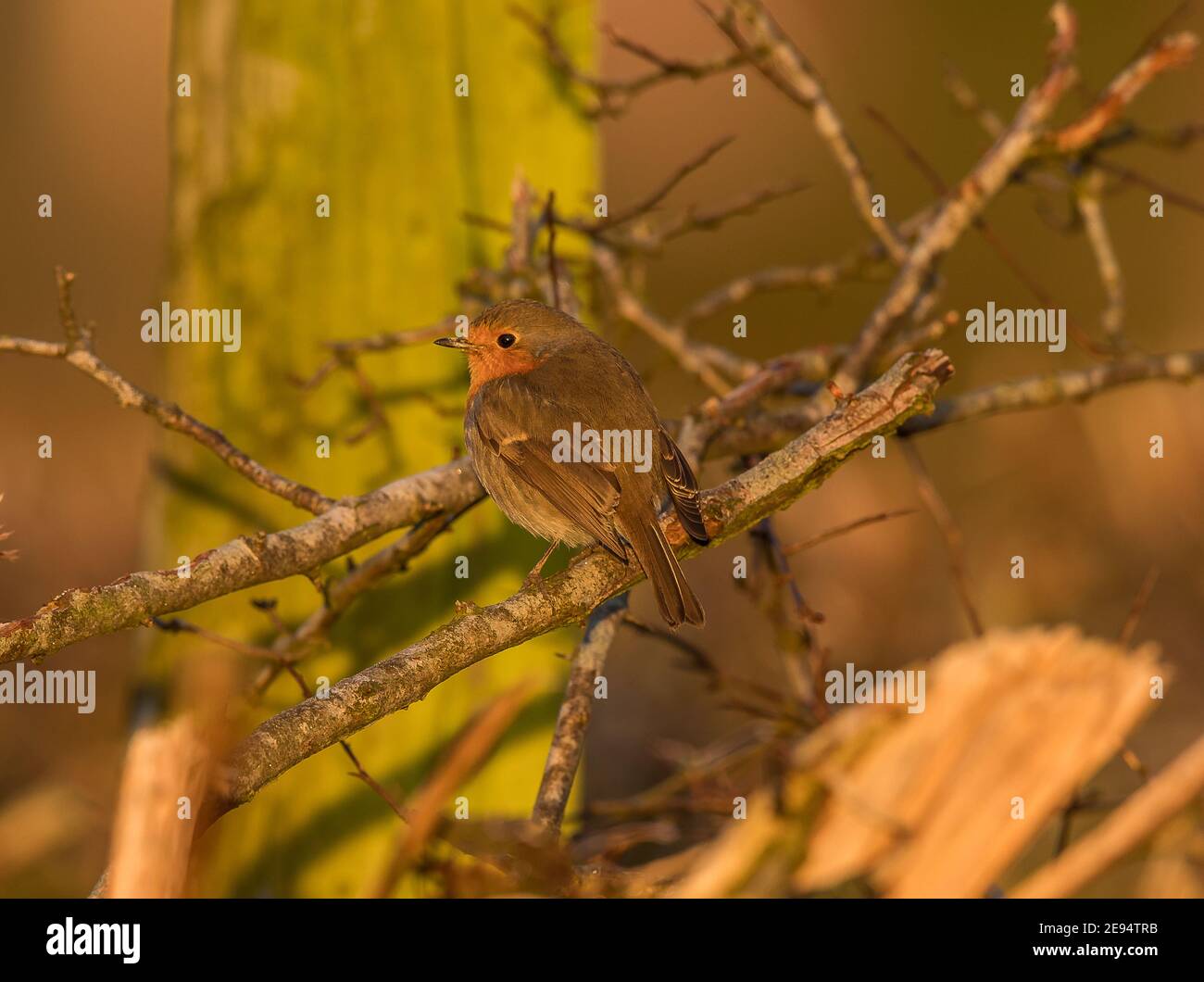 Robin in perfect light hi-res stock photography and images - Alamy