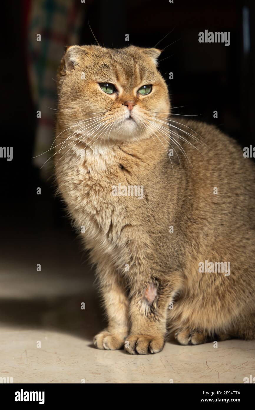 golden scottish fold cat sick with lichen, ringworm sore on the skin ...