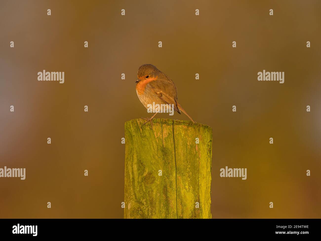 Robin captured in perfect light hi-res stock photography and images - Alamy