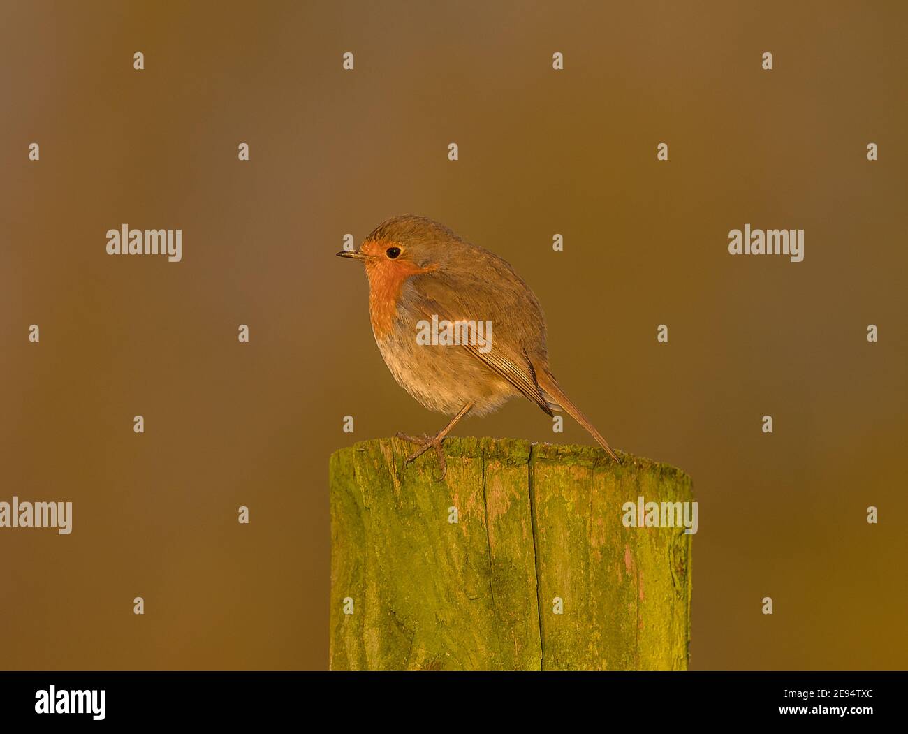Robin in open countryside hi-res stock photography and images - Alamy